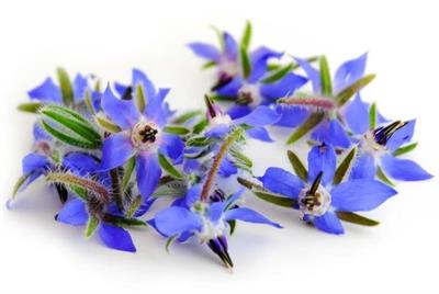 MICRO HERBS | Fresh Connection