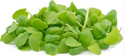 MICRO HERBS | Fresh Connection